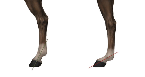 Degenerative Suspensory Ligament Disease (DSLD) - Paardenpraktijk EquiDoc